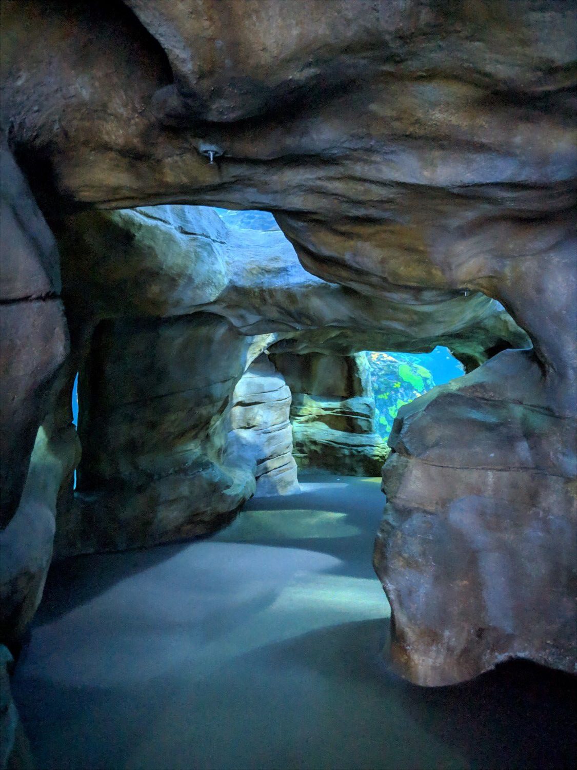 Tennessee Aquarium: Island Life - Roadtrips & Rollercoasters