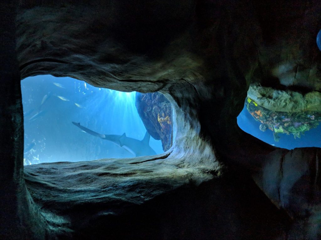 Tennessee Aquarium: Island Life - Roadtrips & Rollercoasters