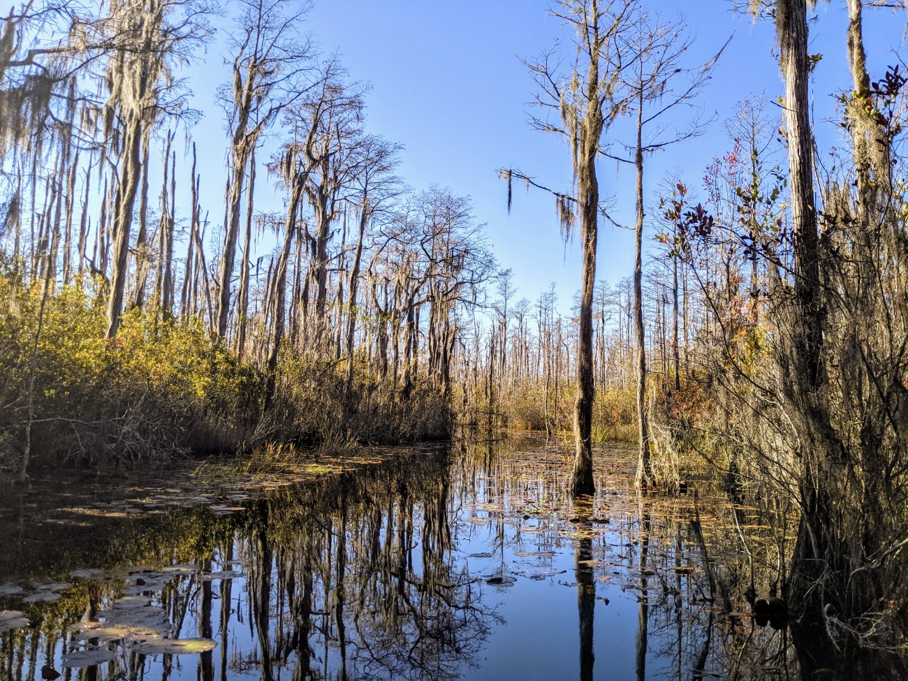 Okefenokee Swamp Park Revisited - Roadtrips & Rollercoasters