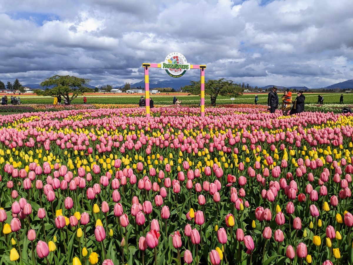 Tulip Festival in Mt. Vernon - Roadtrips & Rollercoasters