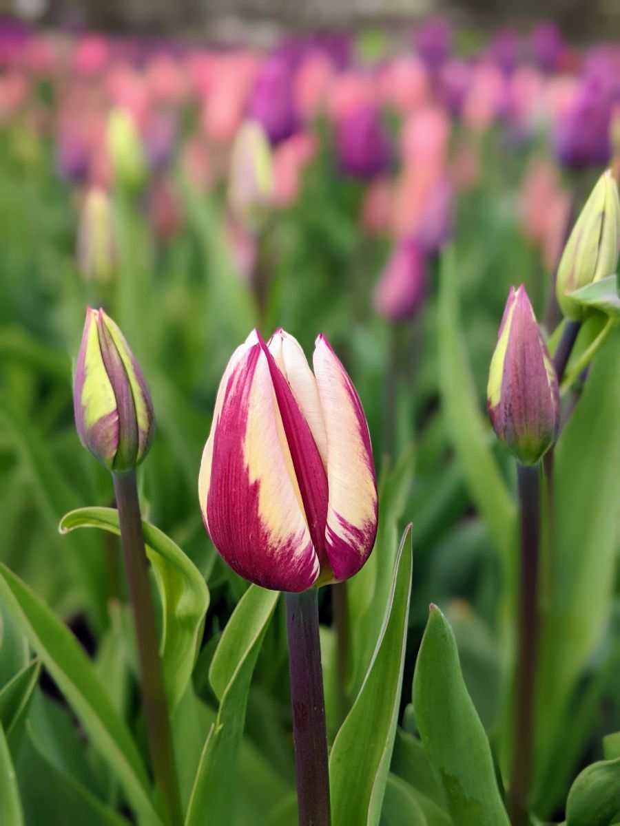 Tulip Festival in Mt. Vernon - Roadtrips & Rollercoasters