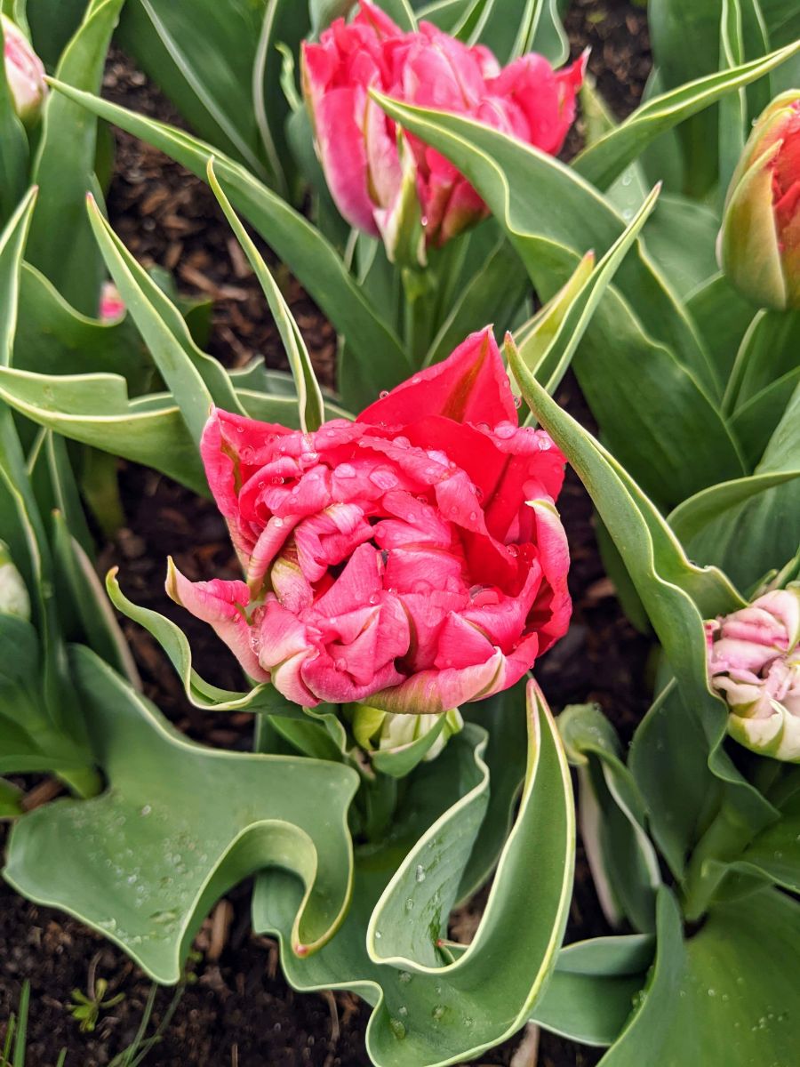 Tulip Festival in Mt. Vernon - Roadtrips & Rollercoasters