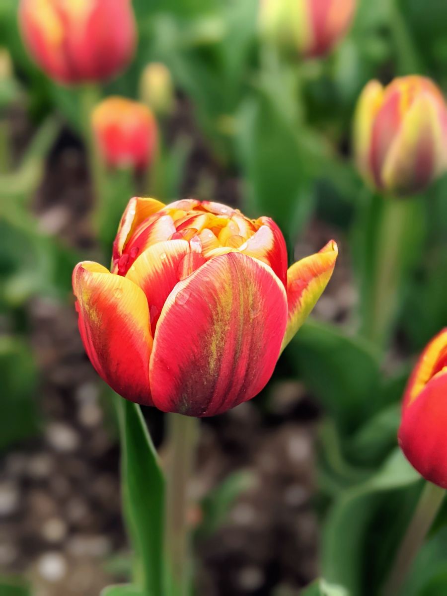 Tulip Festival in Mt. Vernon - Roadtrips & Rollercoasters