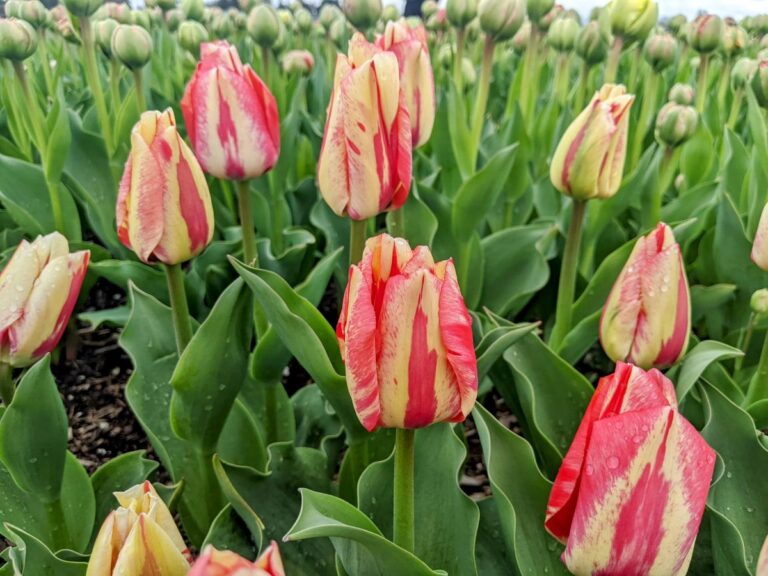 Tulip Festival in Mt. Vernon - Roadtrips & Rollercoasters