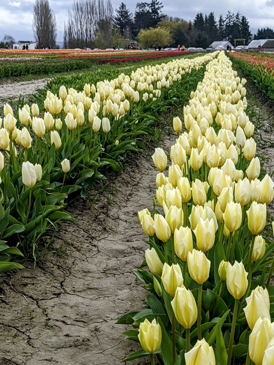Tulip Festival in Mt. Vernon - Roadtrips & Rollercoasters