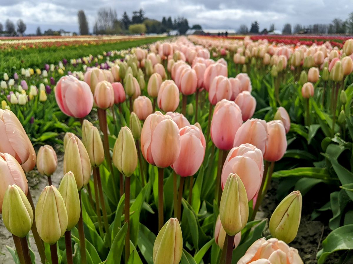 Tulip Festival in Mt. Vernon - Roadtrips & Rollercoasters