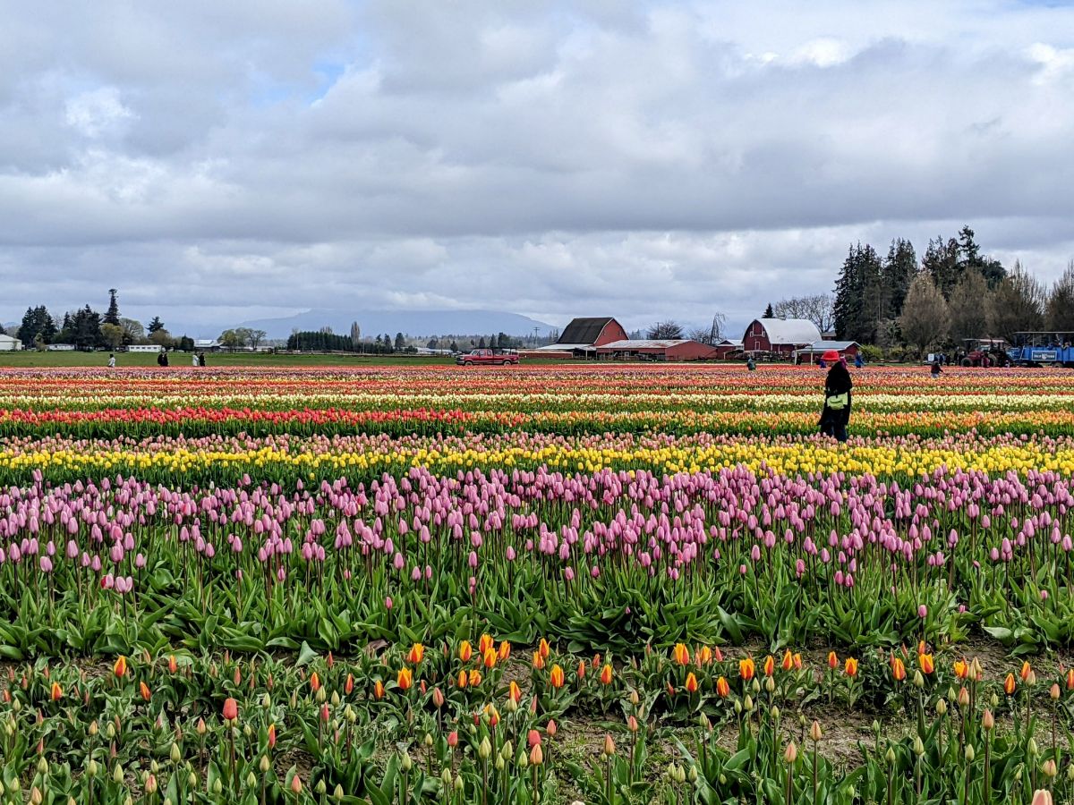 Tulip Festival in Mt. Vernon - Roadtrips & Rollercoasters