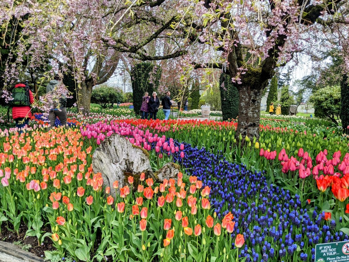 Tulip Festival in Mt. Vernon - Roadtrips & Rollercoasters
