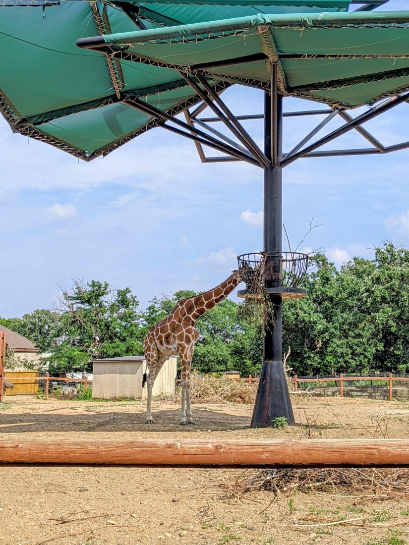 Como Park Zoo & Conservatory - Roadtrips & Rollercoasters