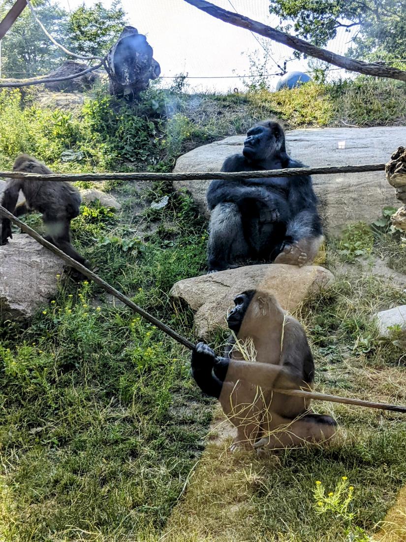 Como Park Zoo & Conservatory - Roadtrips & Rollercoasters
