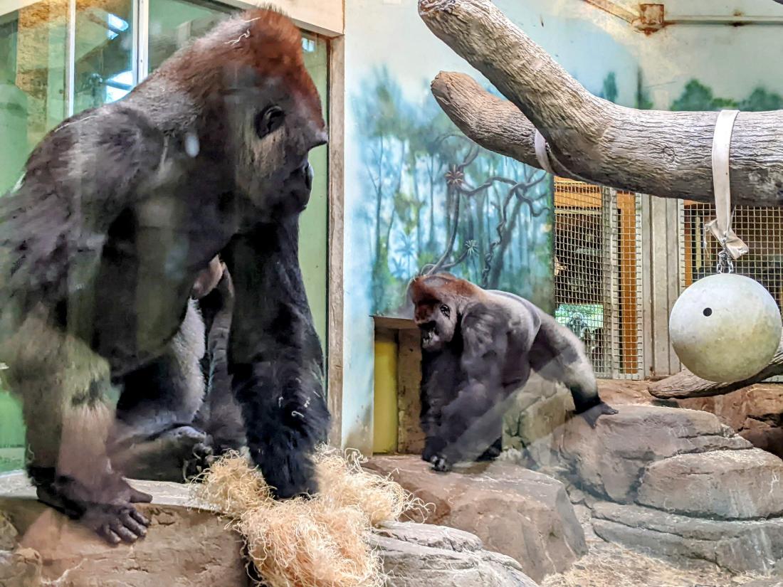 Como Park Zoo & Conservatory - Roadtrips & Rollercoasters