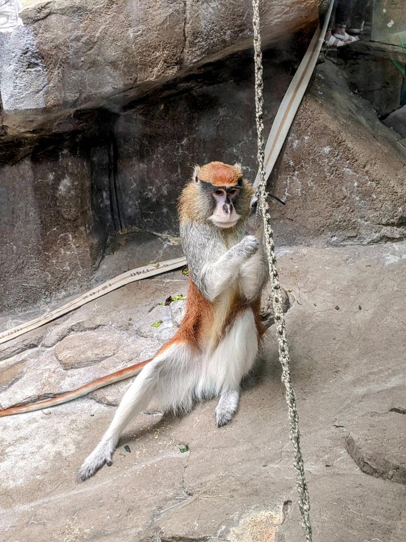 Como Park Zoo & Conservatory - Roadtrips & Rollercoasters