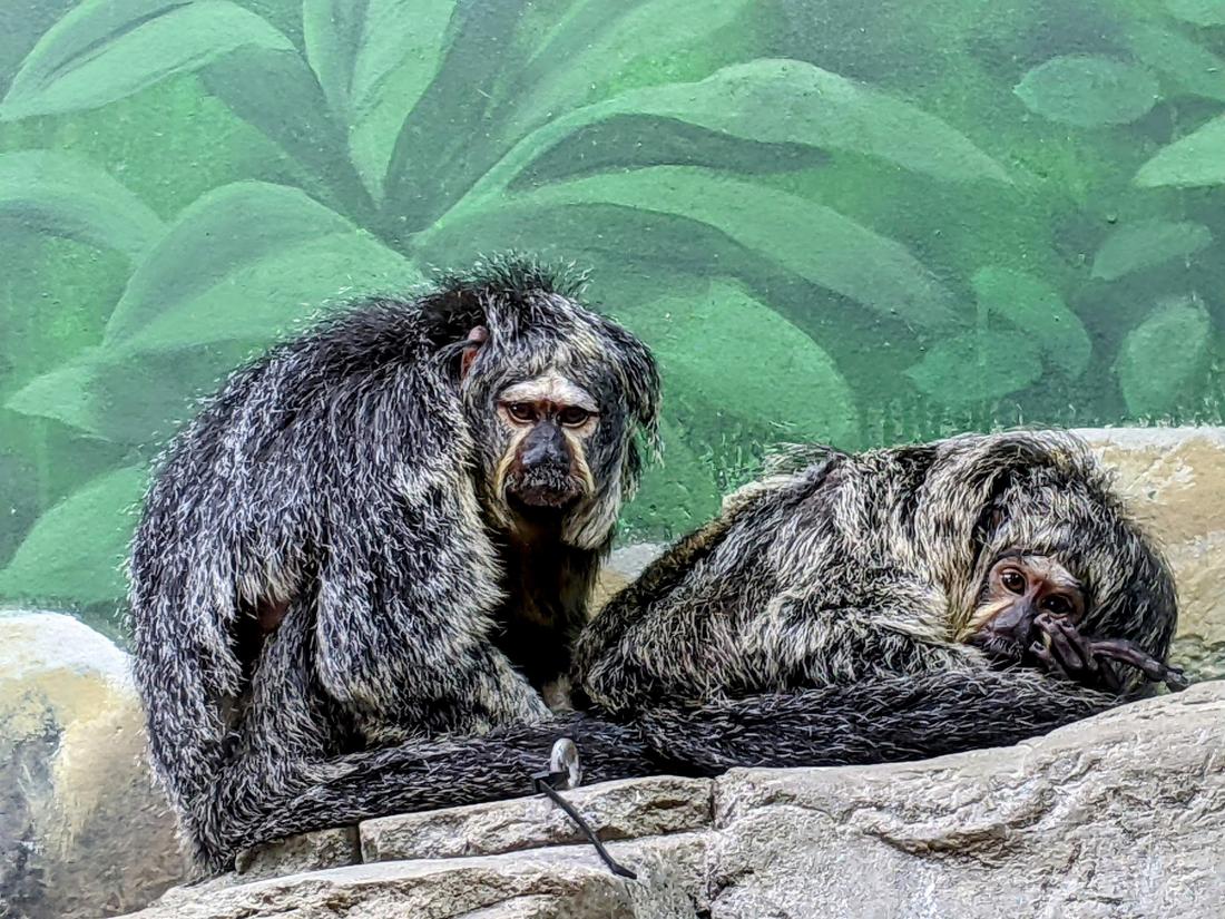 Como Park Zoo & Conservatory - Roadtrips & Rollercoasters