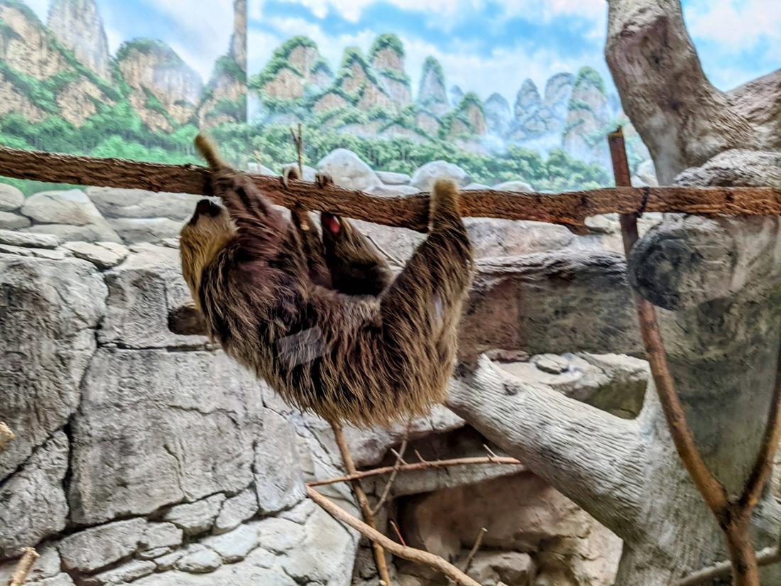Como Park Zoo & Conservatory - Roadtrips & Rollercoasters